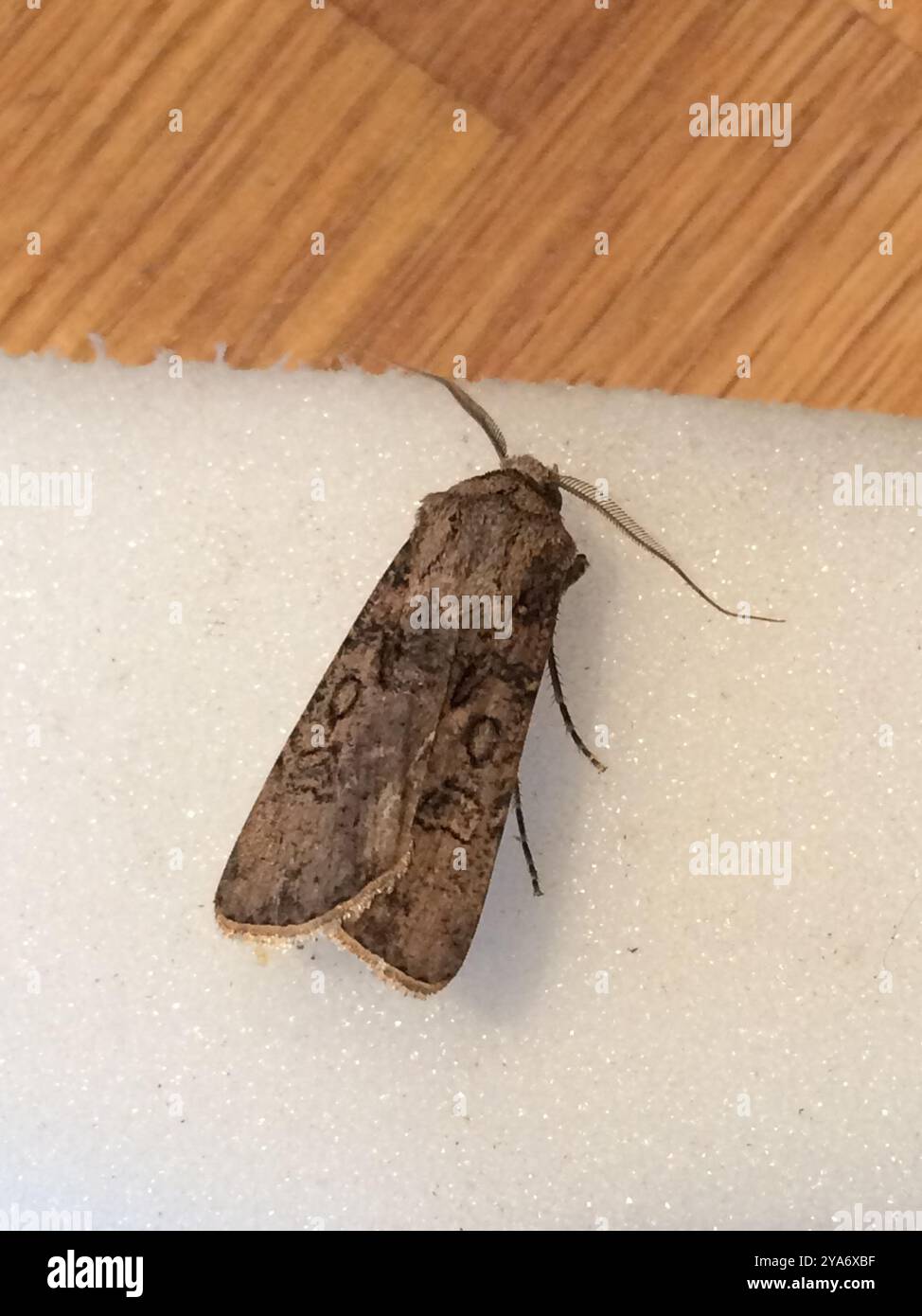 Turnip Moth (Agrotis segetum) Insecta Stock Photo - Alamy