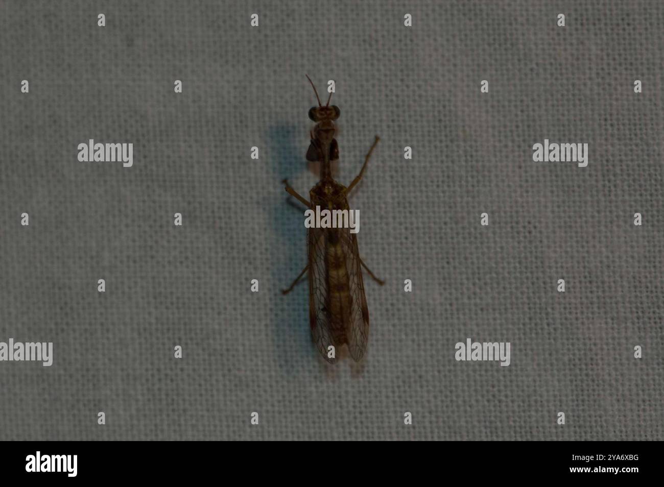 Styrian praying lacewing hi-res stock photography and images - Alamy