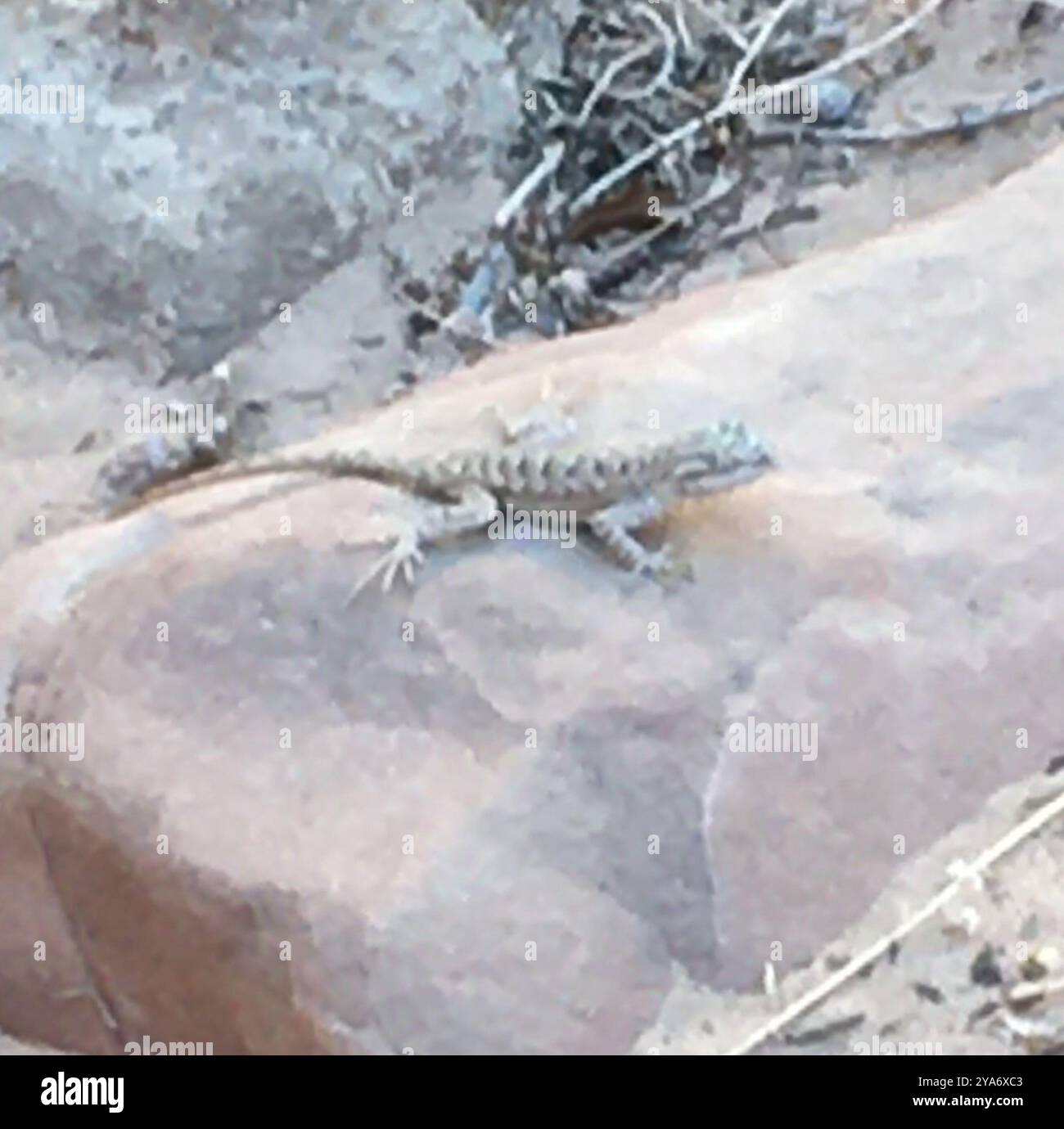 Plateau Fence Lizard (Sceloporus tristichus) Reptilia Stock Photo - Alamy