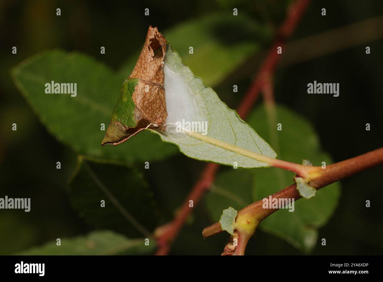 Willow Leafcone Caterpillar Moth (Caloptilia stigmatella) Insecta Stock ...