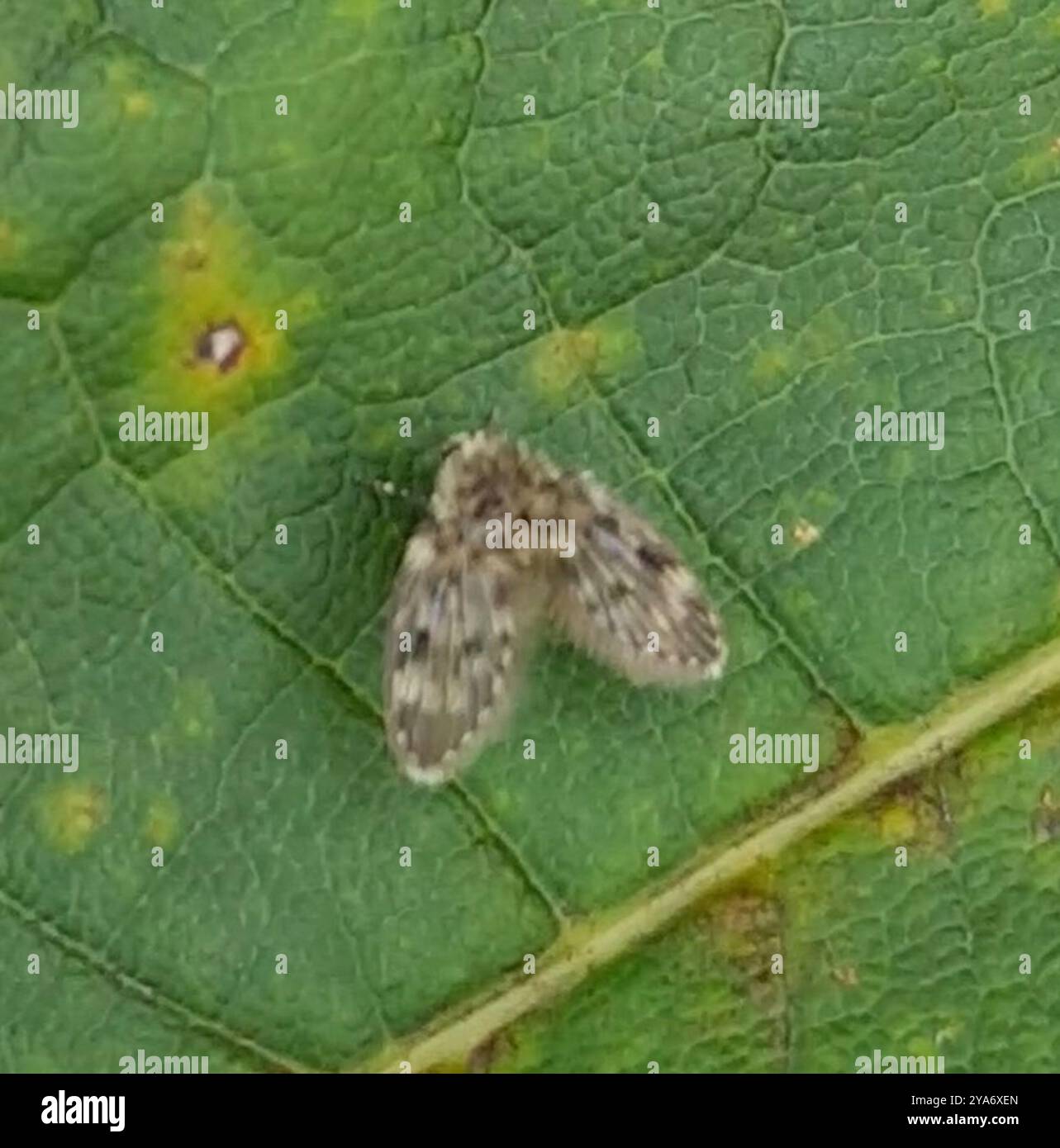 Moth Flies and Sand Flies (Psychodidae) Insecta Stock Photo - Alamy