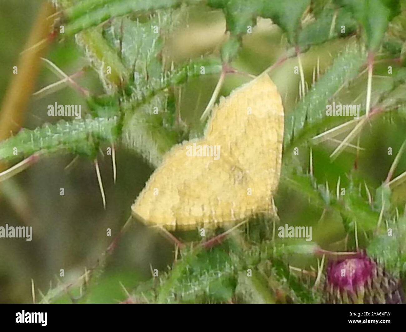 Yellow Shell Moth (Camptogramma bilineata) Insecta Stock Photo - Alamy