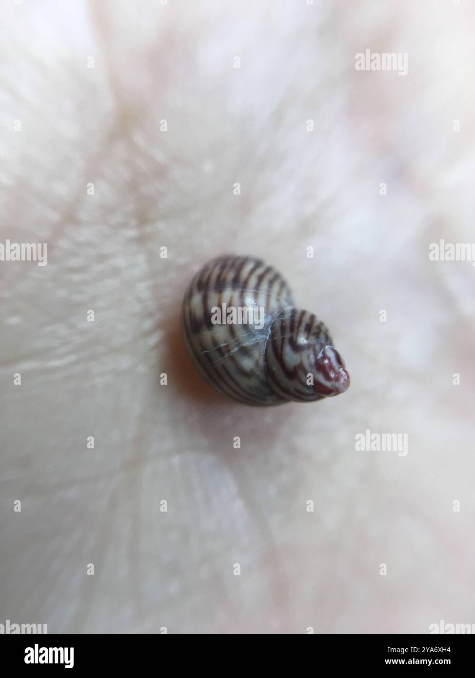 Pheasant-shells (Tricolia) Mollusca Stock Photo - Alamy