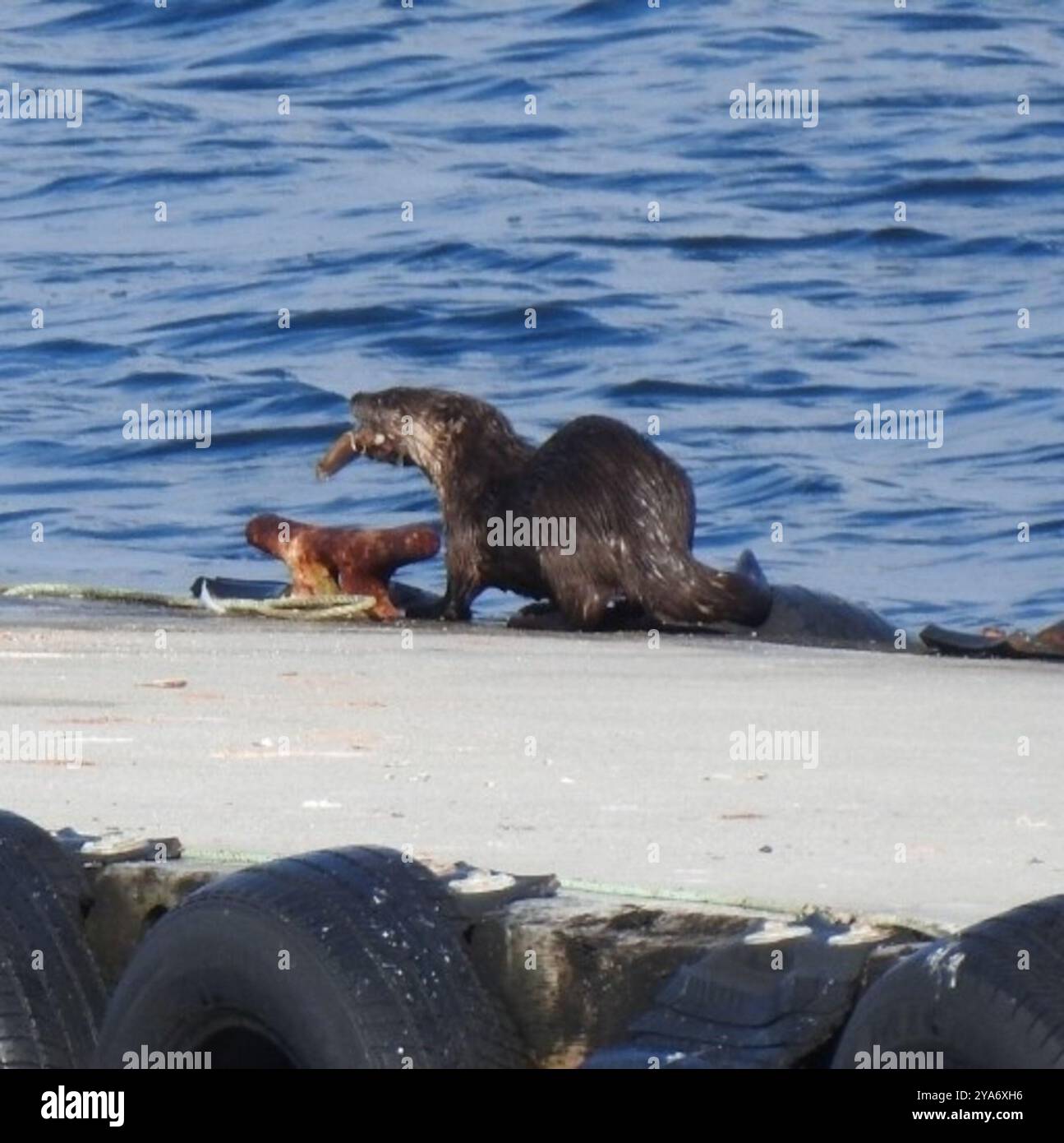 North American River Otter (Lontra canadensis) Mammalia Stock Photo - Alamy