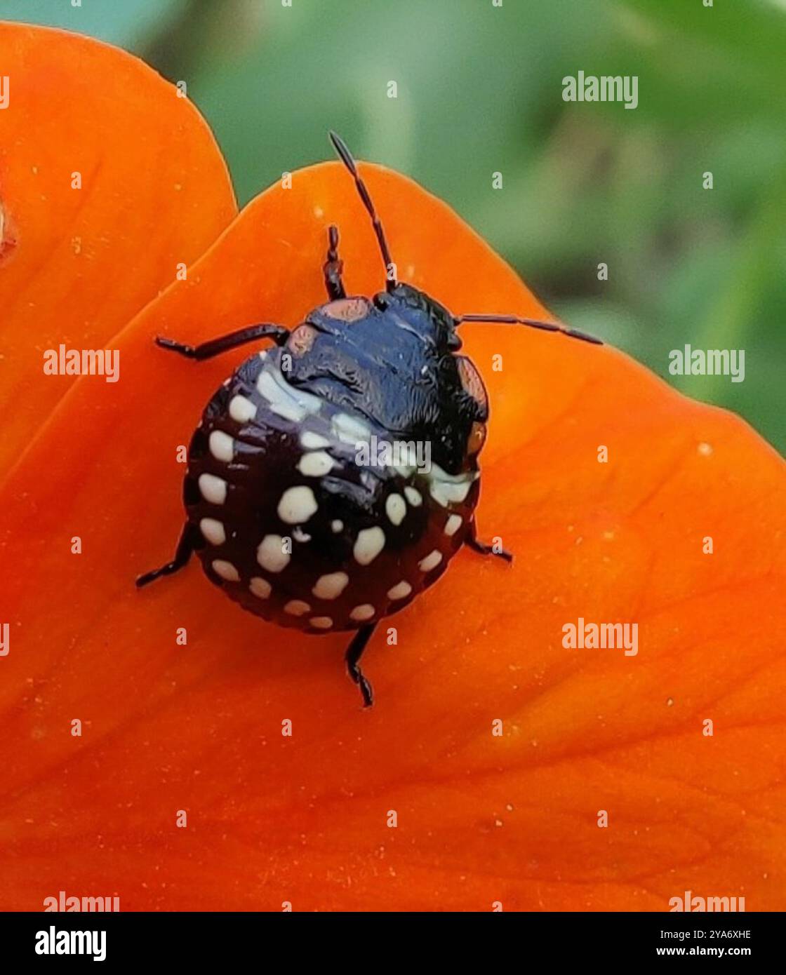 Southern Green Stink Bug (Nezara viridula) Insecta Stock Photo - Alamy