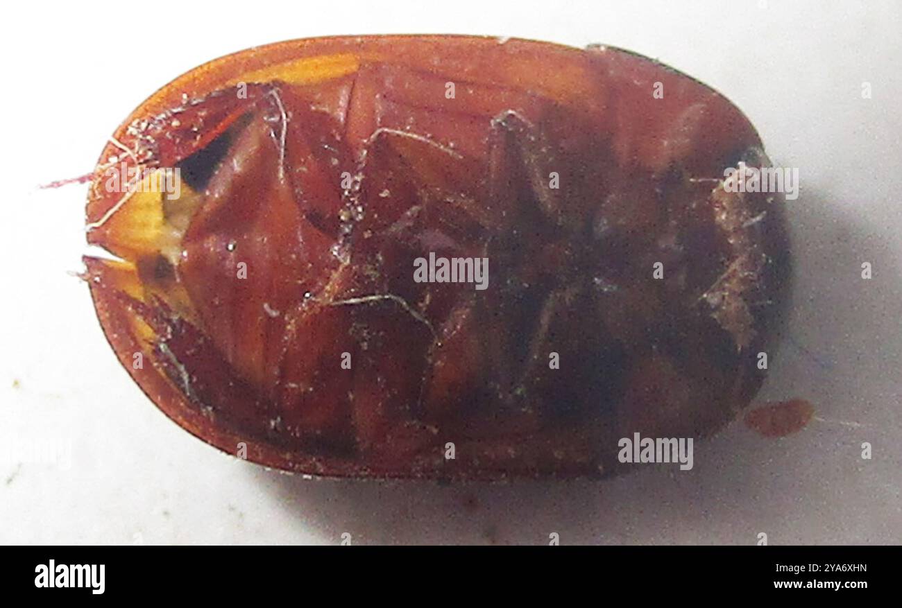 Sphaeridiinae hi-res stock photography and images - Alamy