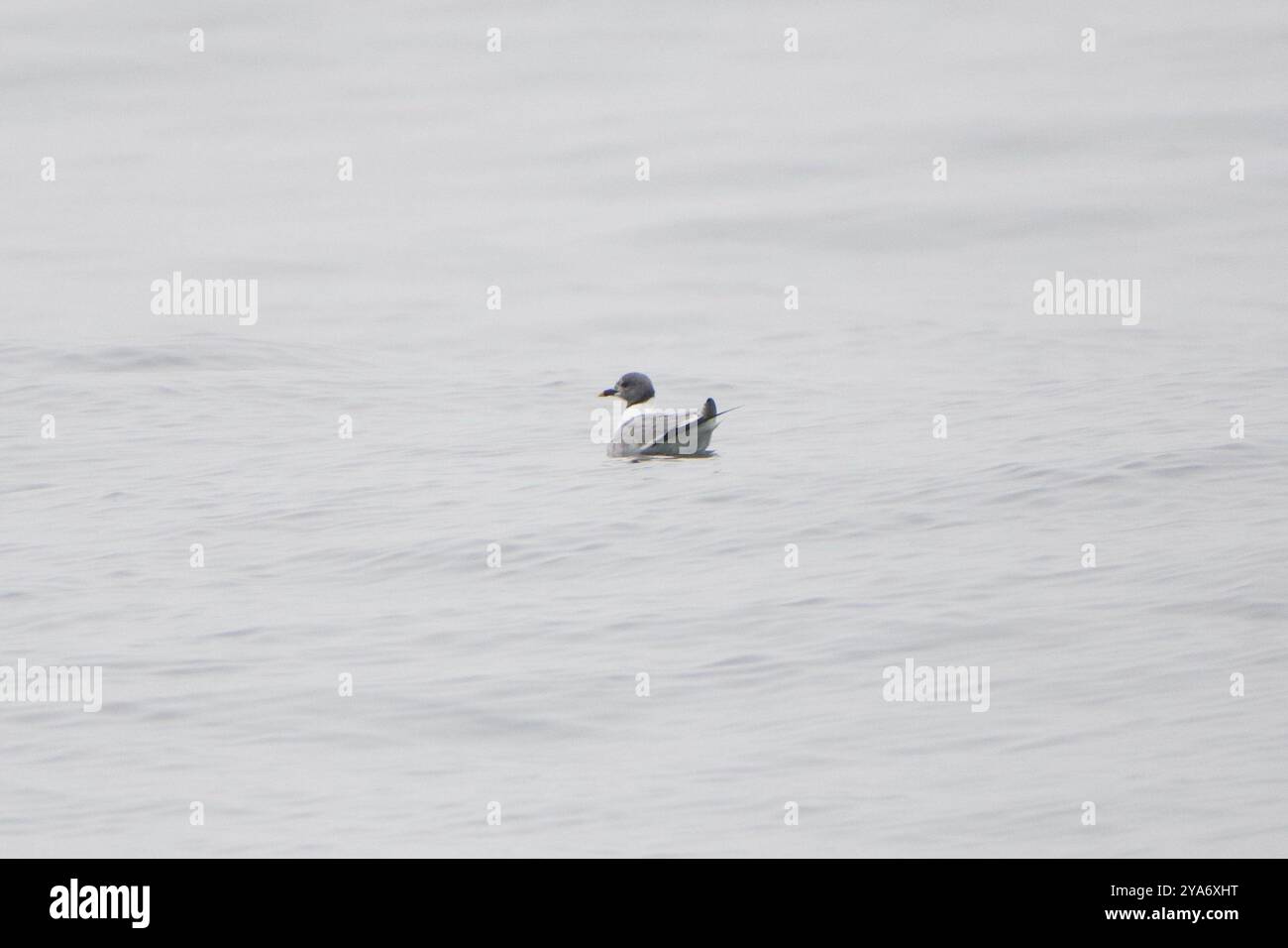Sabine's Gull (Xema sabini) Aves Stock Photo - Alamy