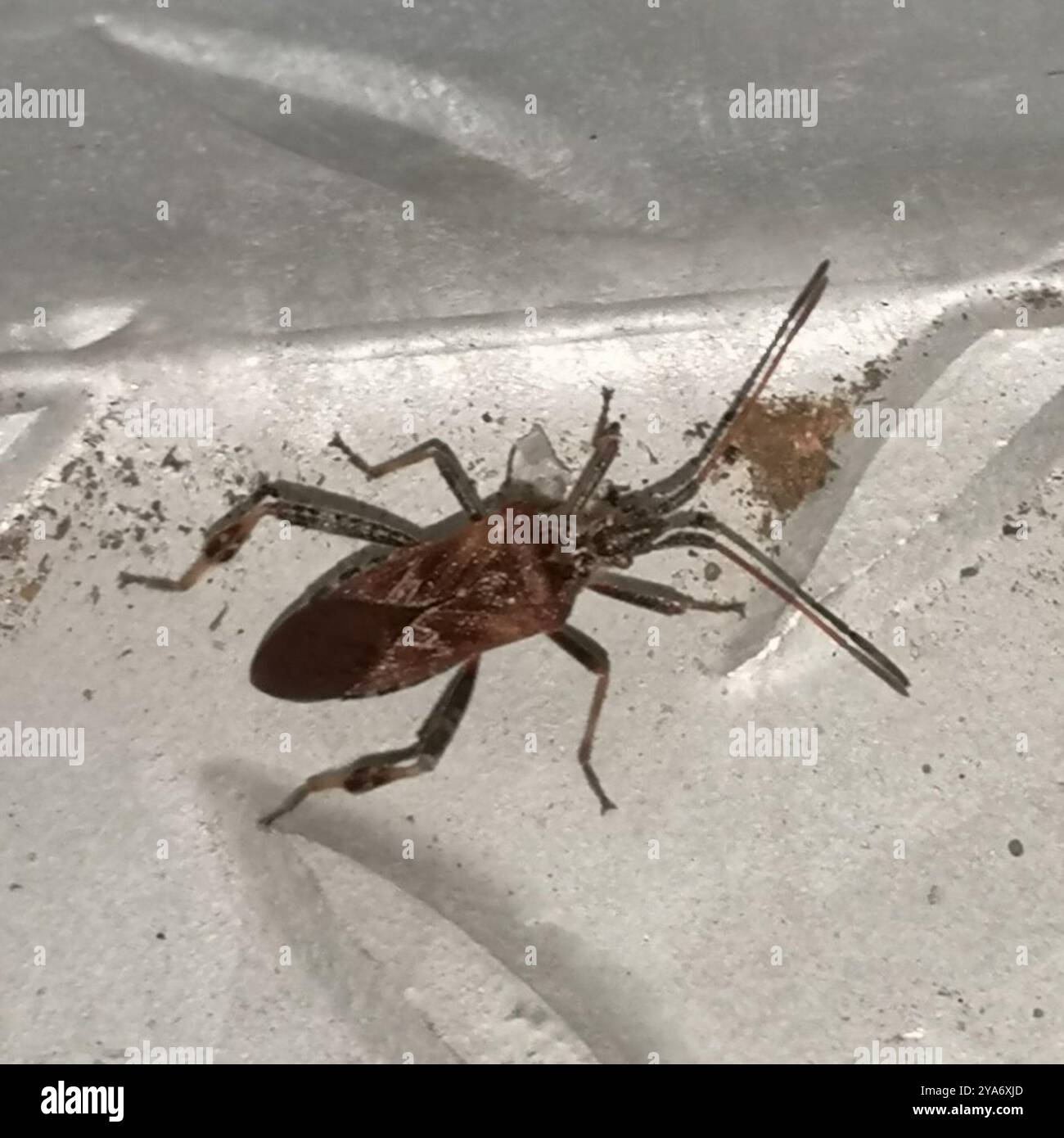 Western Conifer Seed Bug (Leptoglossus occidentalis) Insecta Stock ...