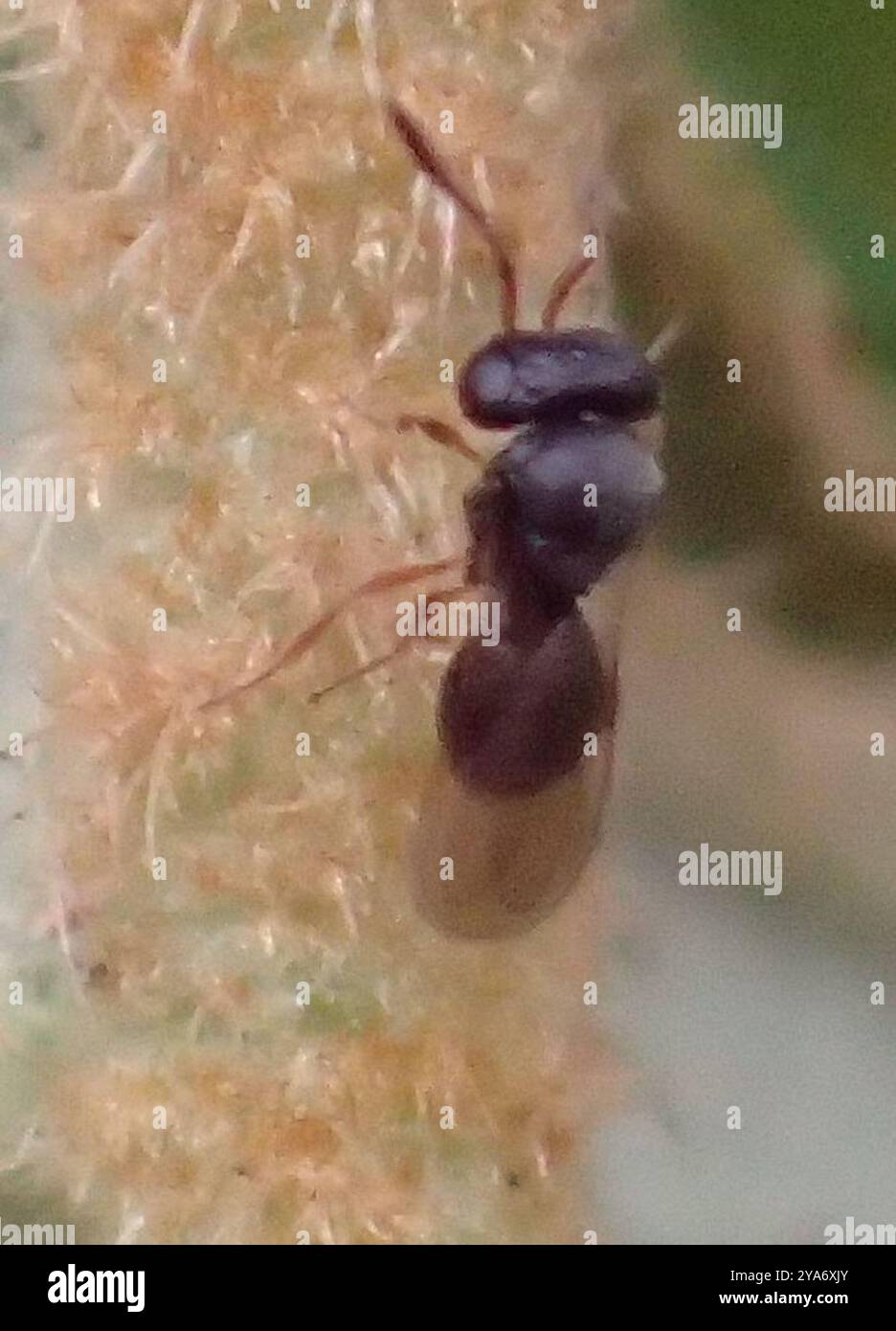 Ants, Bees, Wasps, and Sawflies (Hymenoptera) Insecta Stock Photo - Alamy