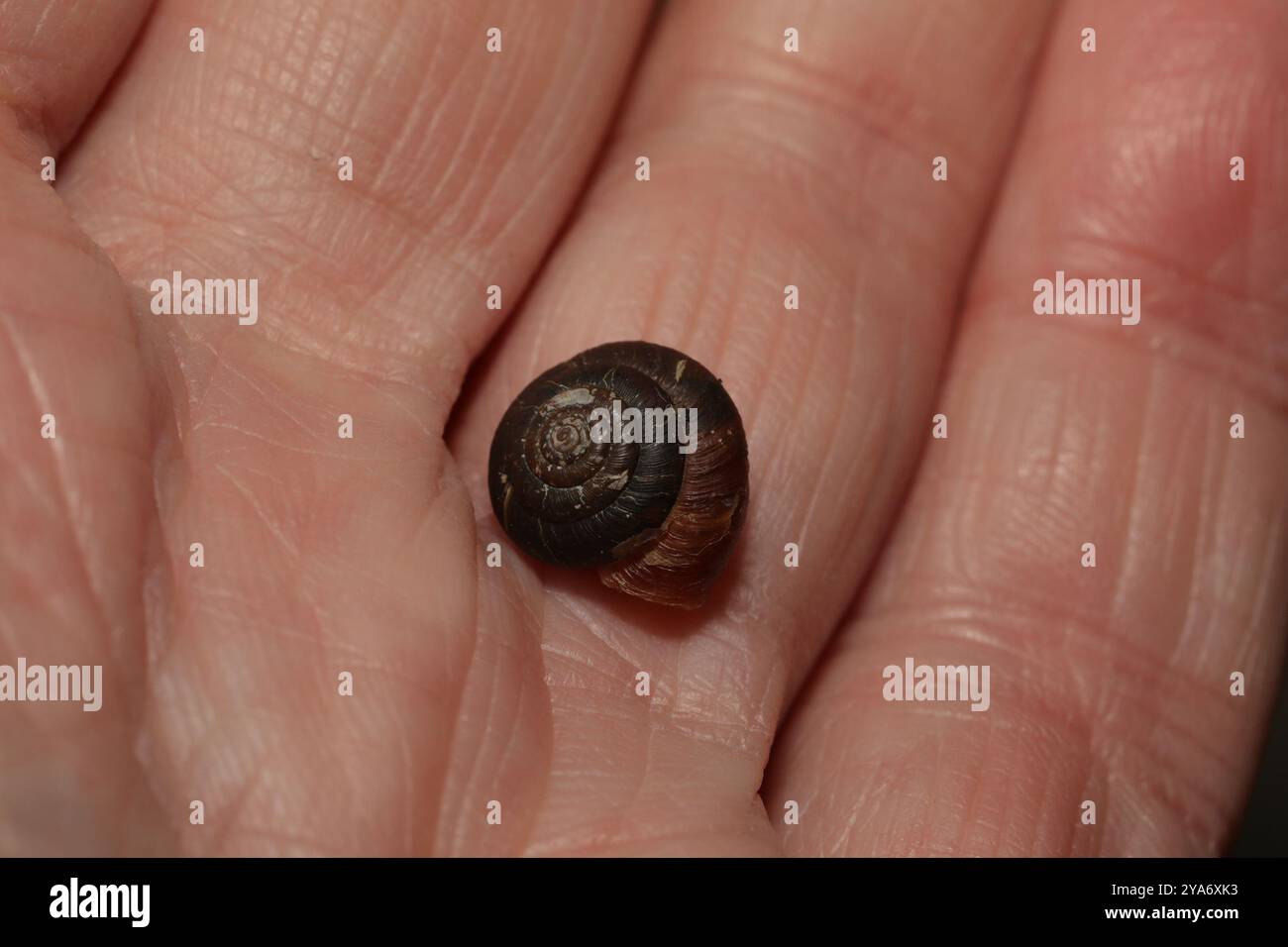 Strawberry Snail (Trochulus striolatus) Mollusca Stock Photo - Alamy
