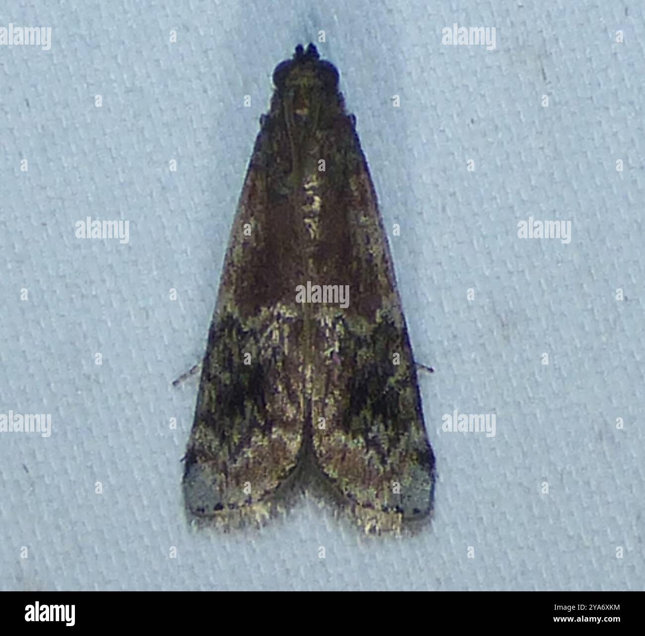 American Plum Borer Moth (Euzophera semifuneralis) Insecta Stock Photo ...