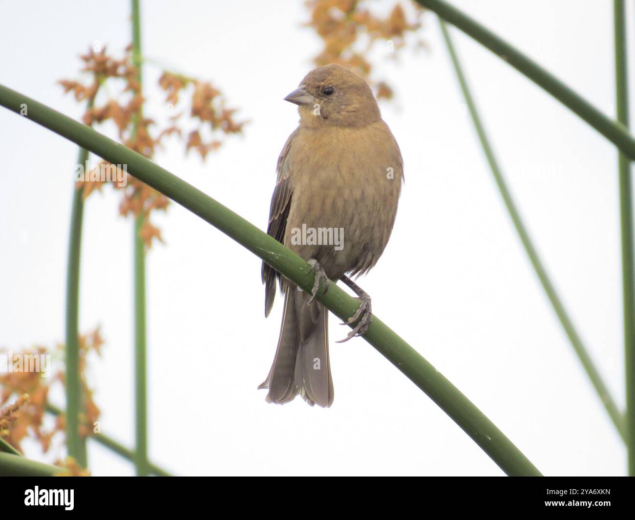 New World Blackbirds and Orioles (Icteridae) Aves Stock Photo - Alamy