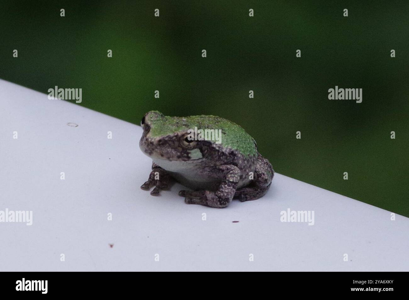 Cope's Gray Treefrog (Hyla chrysoscelis) Amphibia Stock Photo - Alamy