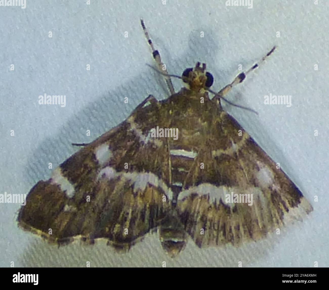 Spotted Beet Webworm Moth (Hymenia perspectalis) Insecta Stock Photo ...
