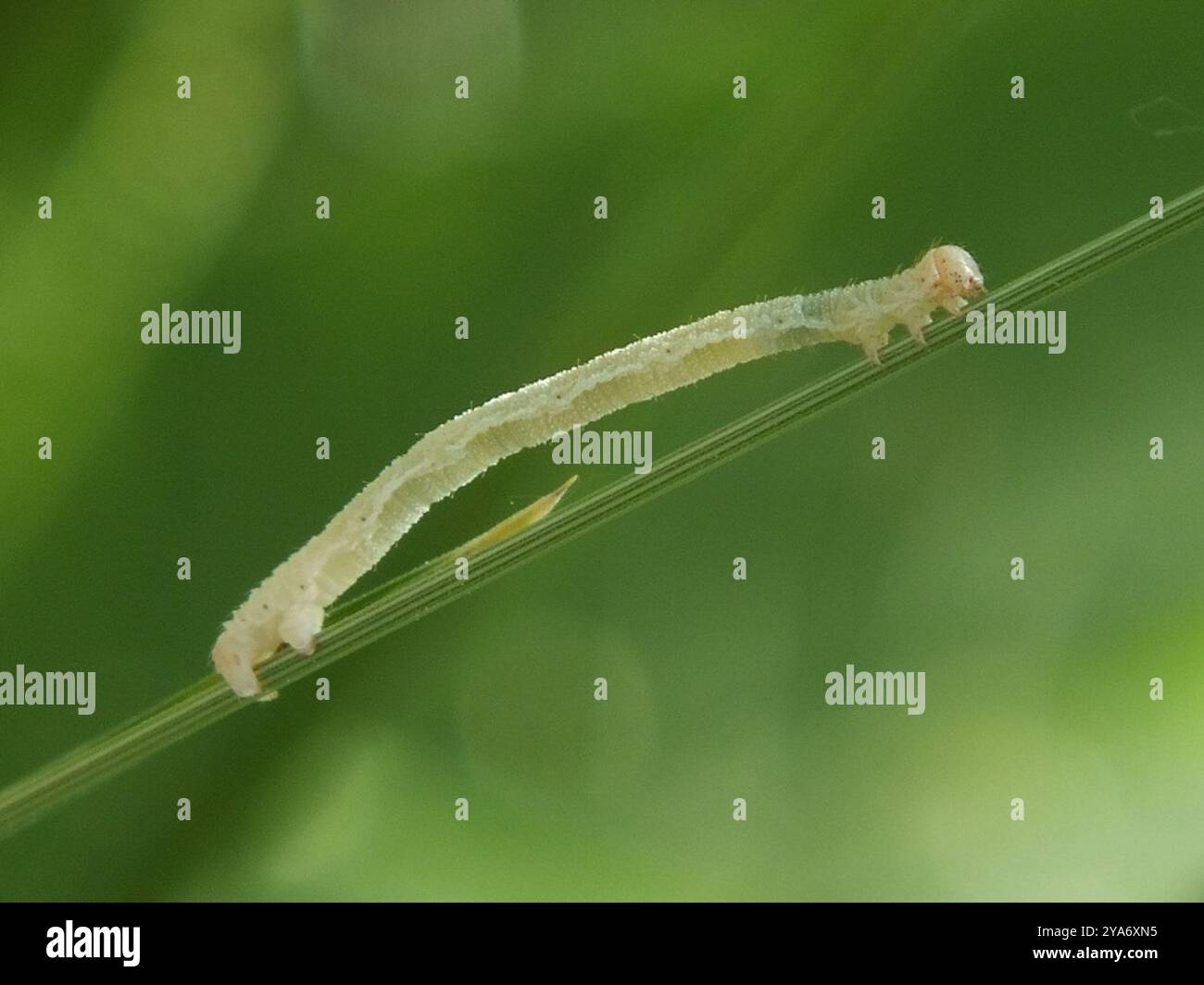 Geometer Moths (Geometridae) Insecta Stock Photo - Alamy