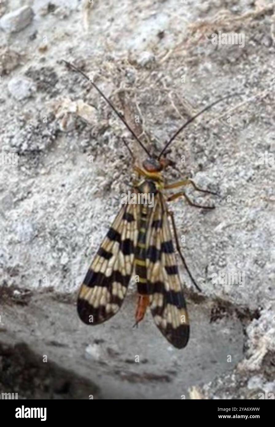 (Panorpa meridionalis) Insecta Stock Photo - Alamy