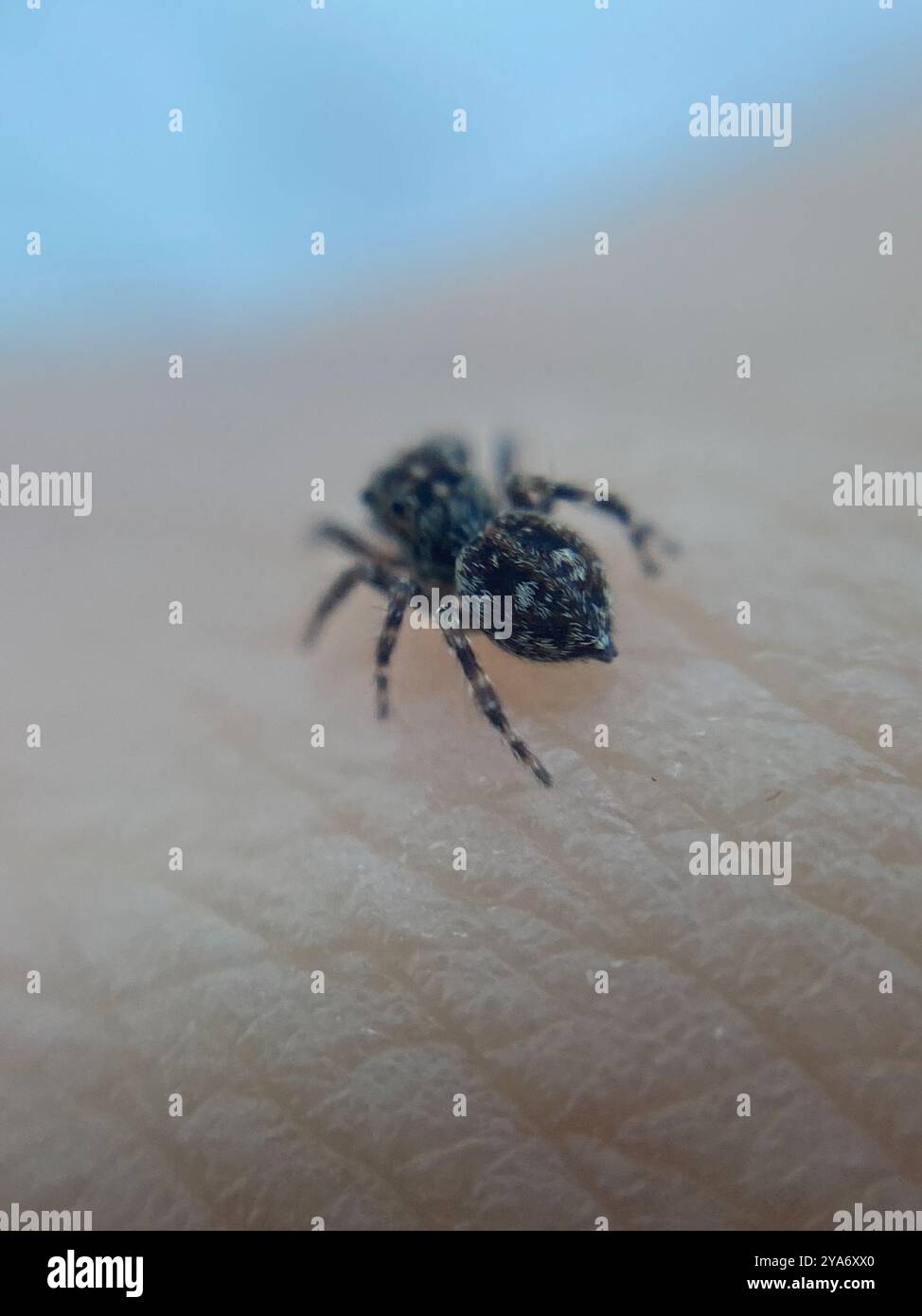 Attulus pubescens hi-res stock photography and images - Alamy