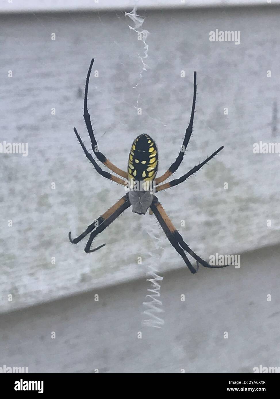 Yellow Garden Spider (Argiope aurantia) Arachnida Stock Photo - Alamy