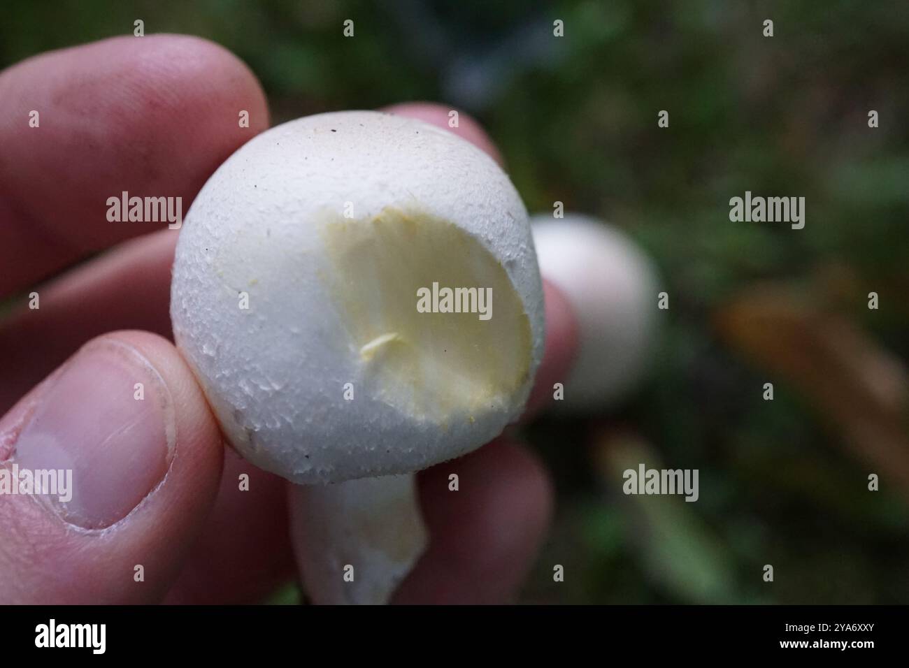 Yellow Stainer (Agaricus xanthodermus) Fungi Stock Photo - Alamy