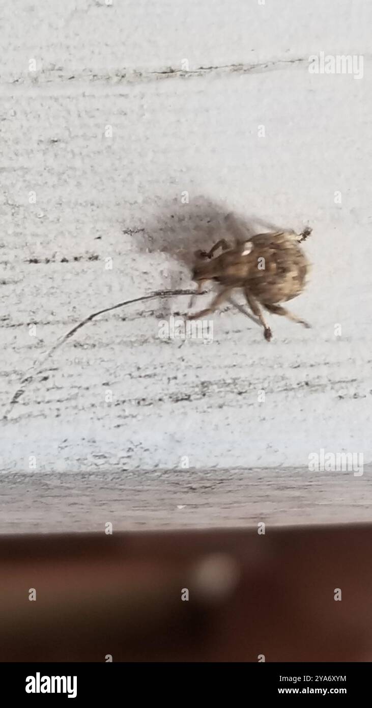 Two-banded Japanese Weevil (Pseudocneorhinus bifasciatus) Insecta Stock ...