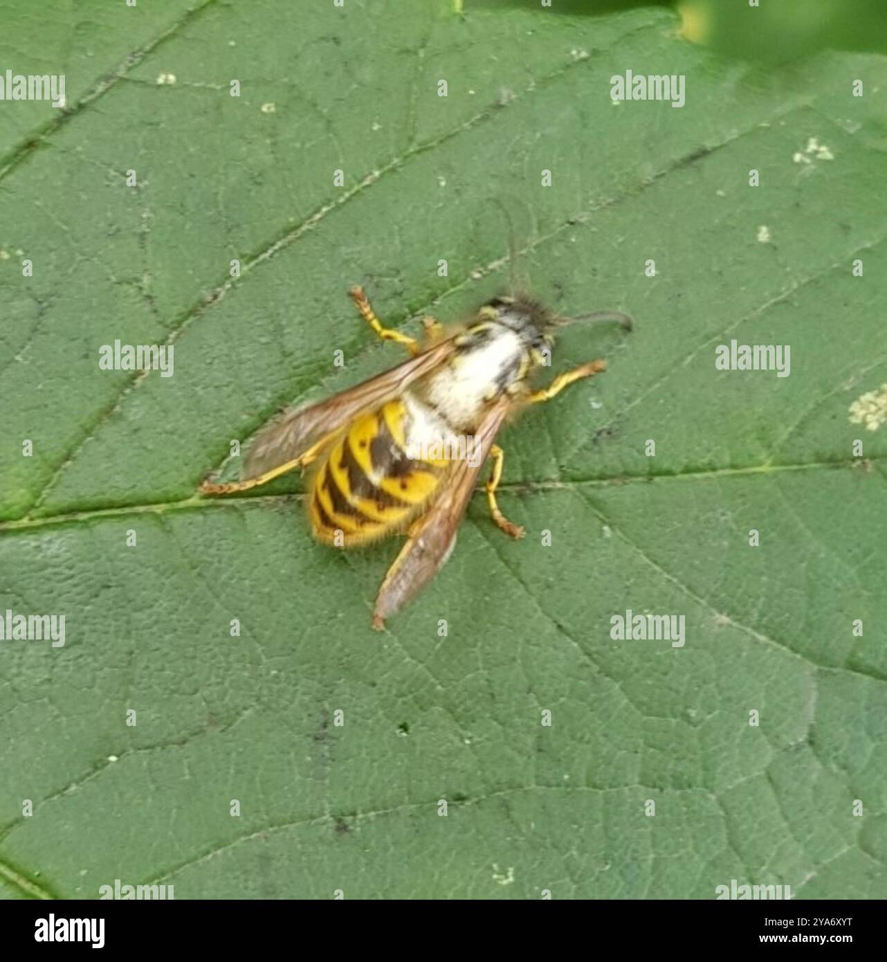 Common European Yellowjacket (Vespula vulgaris) Insecta Stock Photo - Alamy