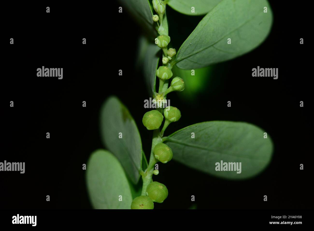 Gale of the Wind (Phyllanthus amarus) Plantae Stock Photo - Alamy