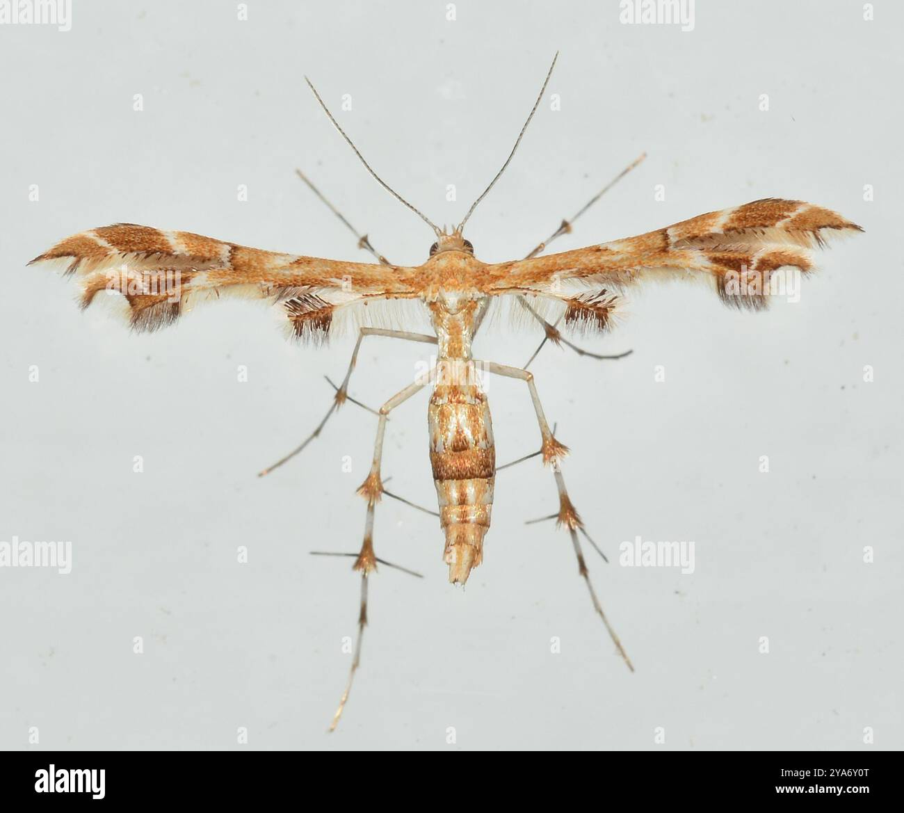 Grape Plume Moth (Geina periscelidactylus) Insecta Stock Photo - Alamy
