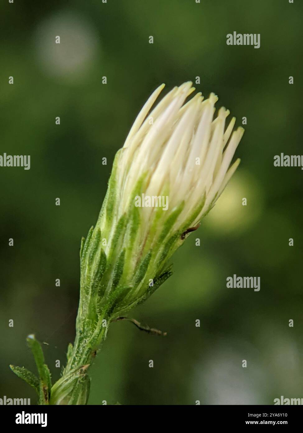 panicled aster (Symphyotrichum lanceolatum) Plantae Stock Photo - Alamy