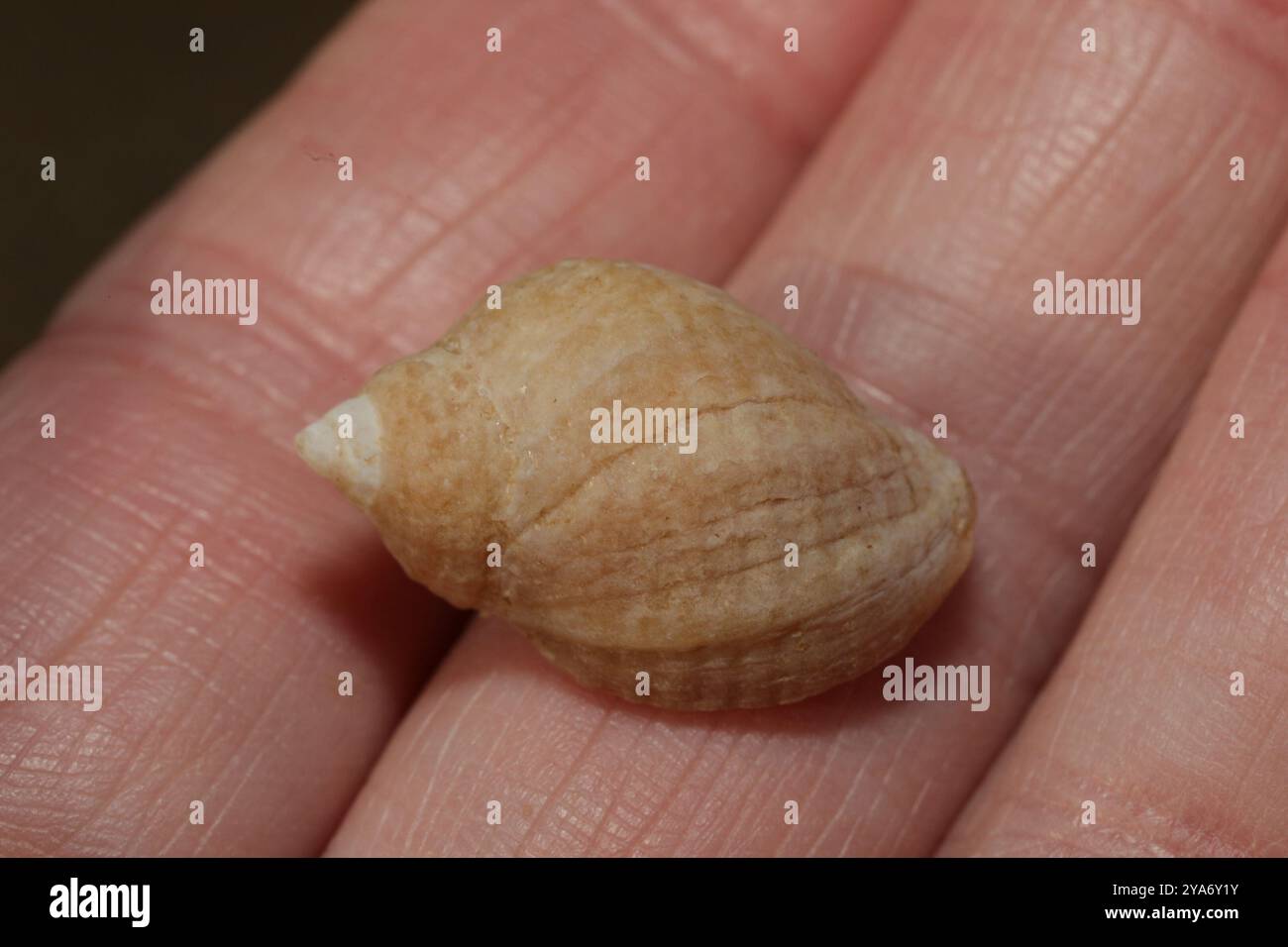 Atlantic Dogwhelk (Nucella lapillus) Mollusca Stock Photo - Alamy