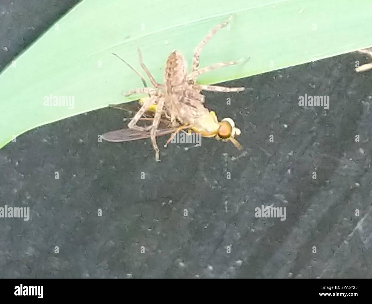 Compost Fly (Ptecticus trivittatus) Insecta Stock Photo - Alamy