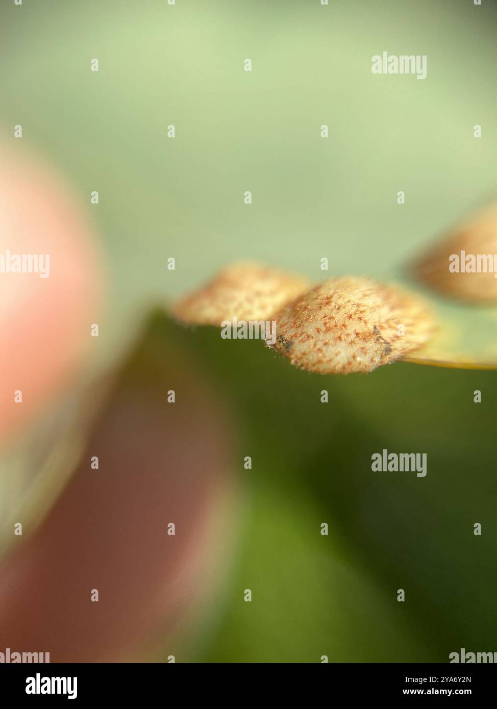 Common Spangle Gall Wasp (Neuroterus quercusbaccarum) Insecta Stock ...