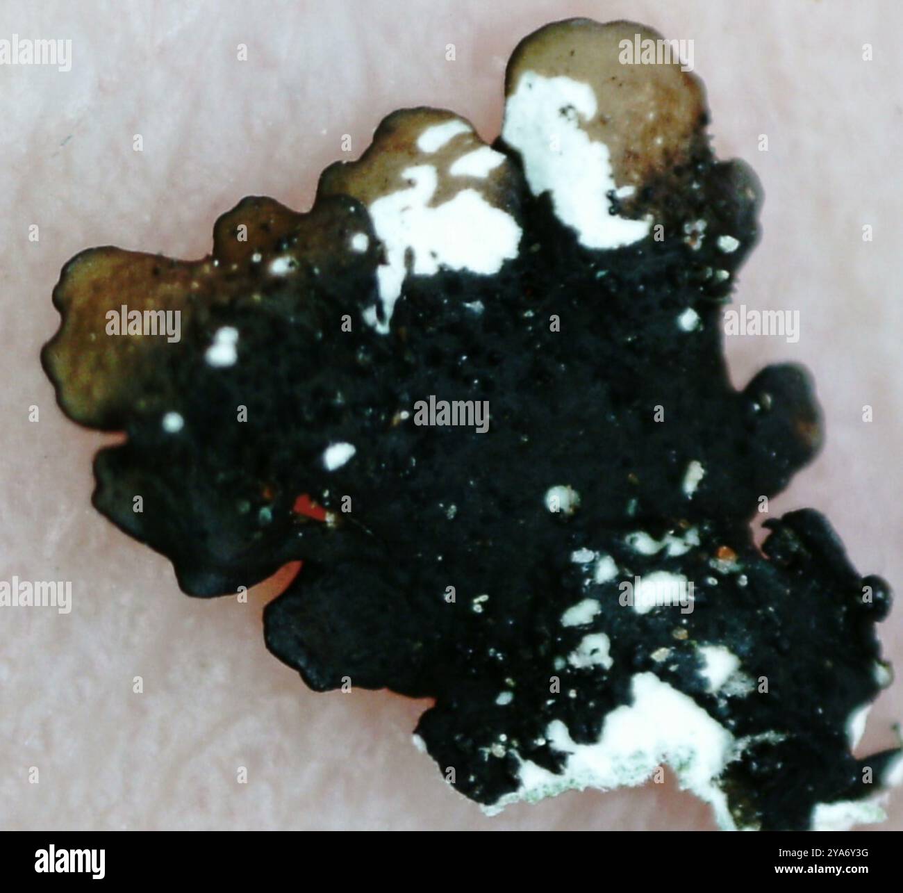 Brown Rock Shield Lichens (Neofuscelia) Fungi Stock Photo - Alamy