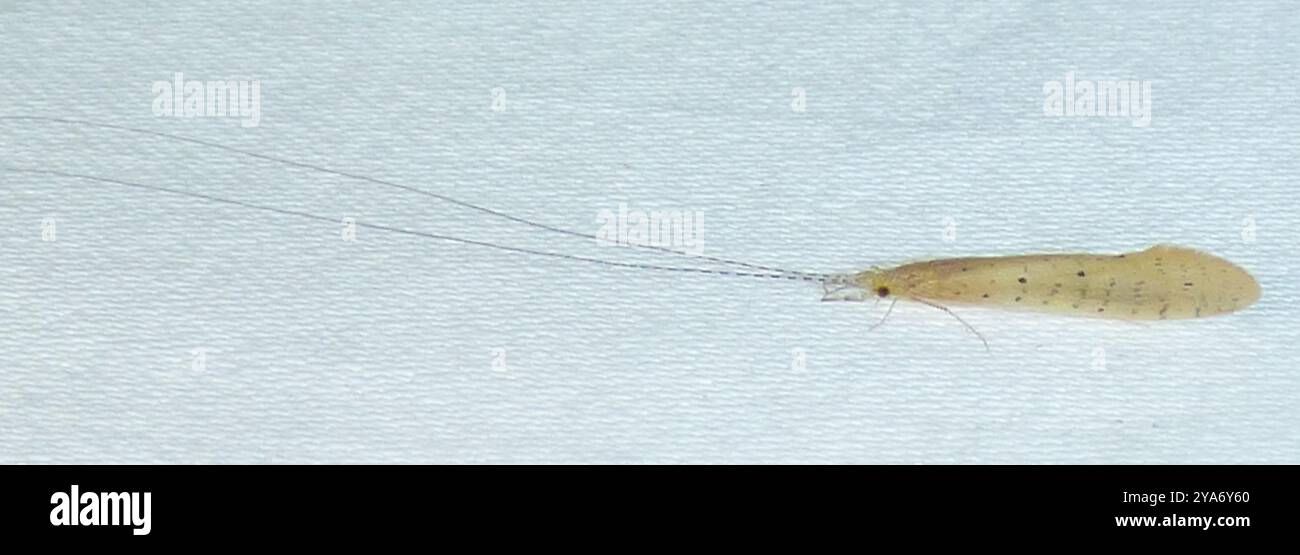 Nectopsyche hi-res stock photography and images - Alamy