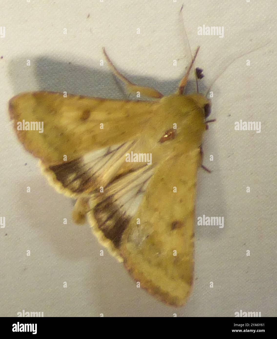 Corn Earworm Moth (Helicoverpa zea) Insecta Stock Photo - Alamy