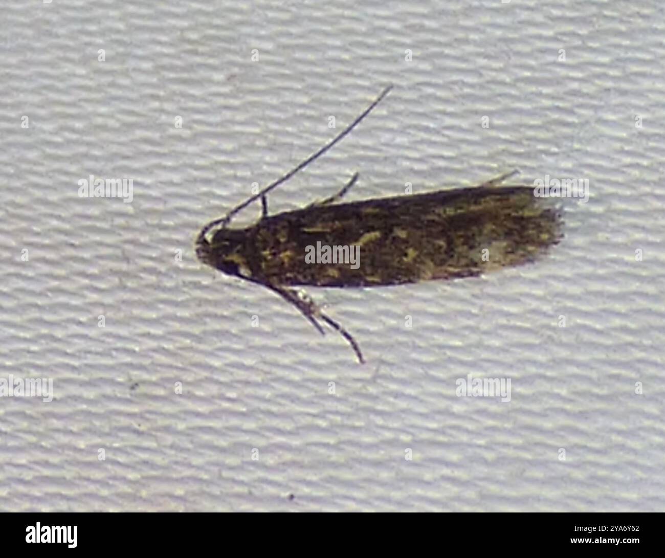 Curved-horn Moths (Gelechioidea) Insecta Stock Photo - Alamy