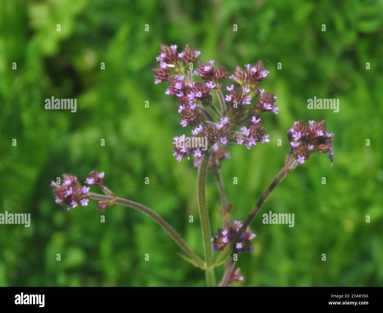 purpletop vervain (Verbena bonariensis) Plantae Stock Photo - Alamy