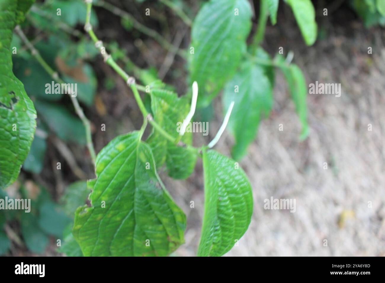 pepper plants (Piper) Plantae Stock Photo - Alamy