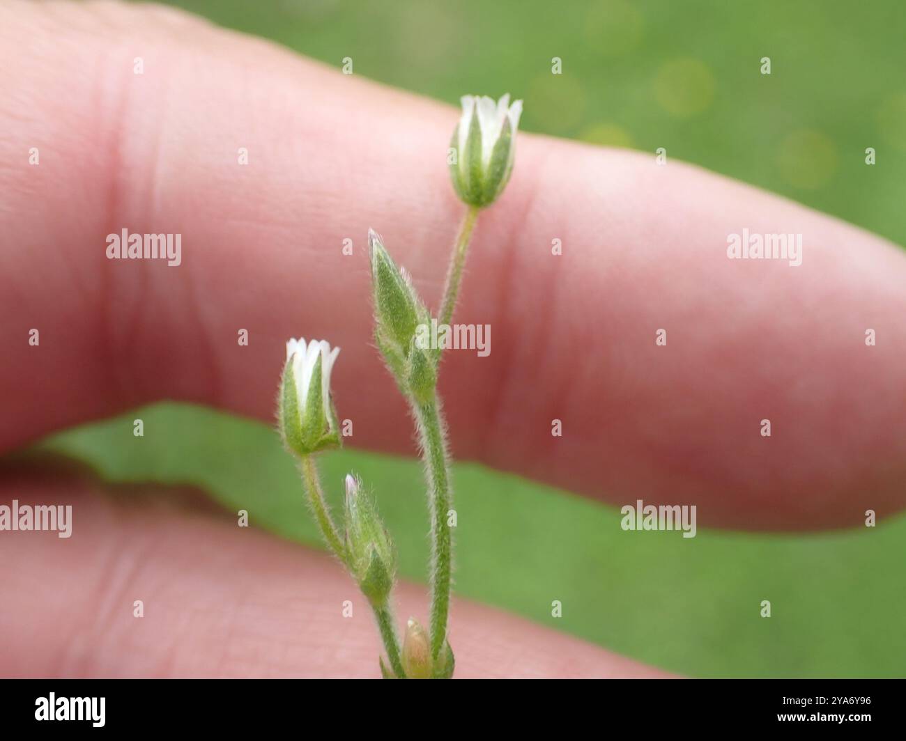 Common mouse-ear chickweed (Cerastium fontanum) Plantae Stock Photo - Alamy