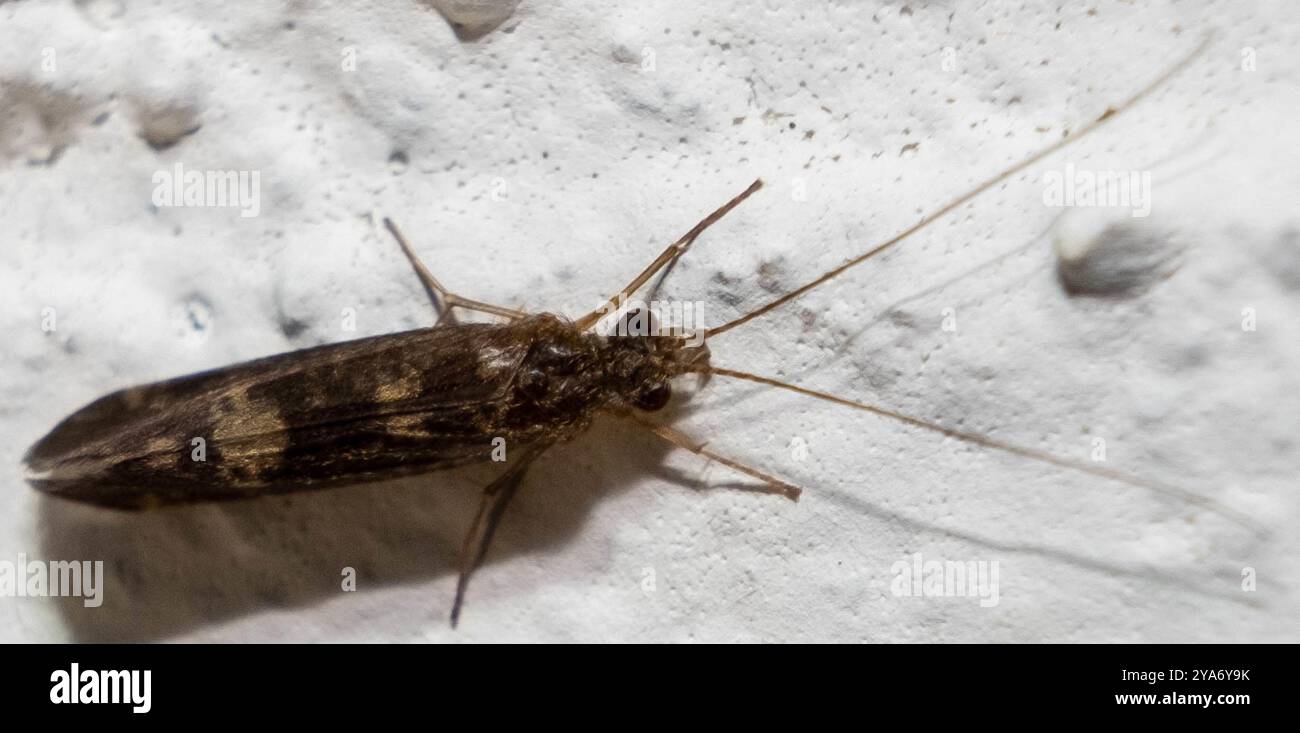 Net-spinning Caddisflies (Hydropsychidae) Insecta Stock Photo - Alamy