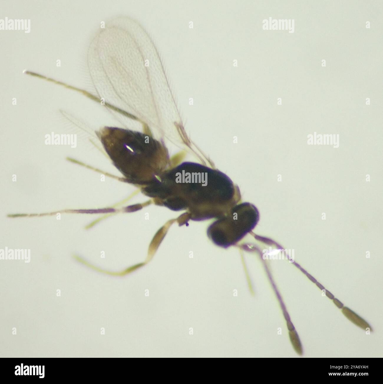 Fairy Wasps (Mymaridae) Insecta Stock Photo - Alamy