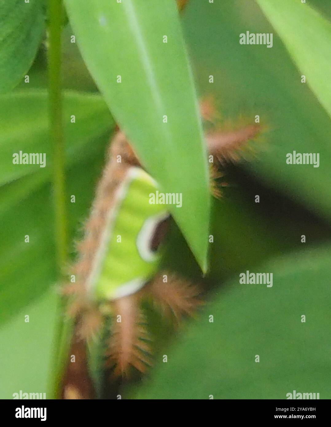 Saddleback Caterpillar Moth (Acharia stimulea) Insecta Stock Photo - Alamy