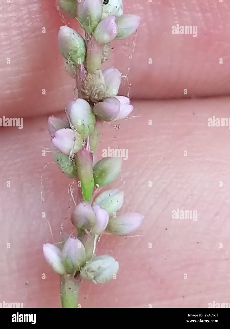 low smartweed (Persicaria longiseta) Plantae Stock Photo - Alamy