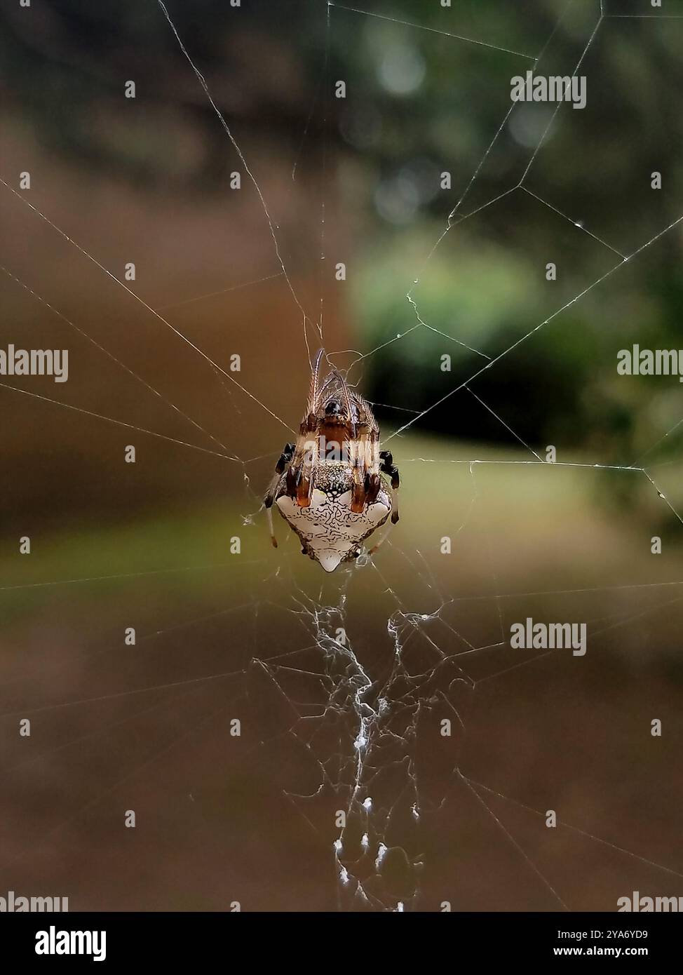 Arrowhead Orbweaver (Verrucosa arenata) Arachnida Stock Photo - Alamy