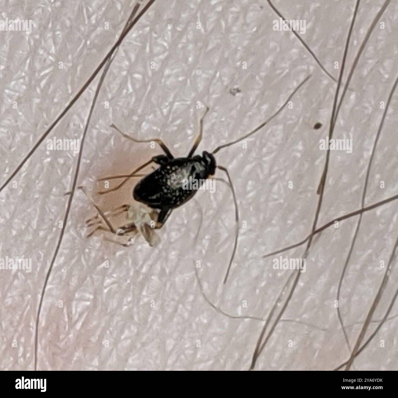 Garden Fleahopper (Microtechnites bractatus) Insecta Stock Photo - Alamy