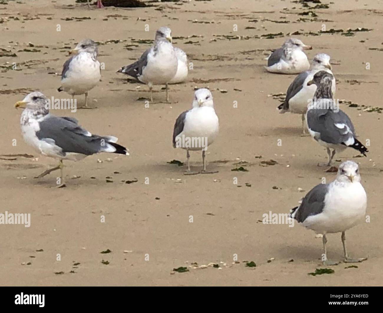 California Gull (Larus californicus) Aves Stock Photo - Alamy