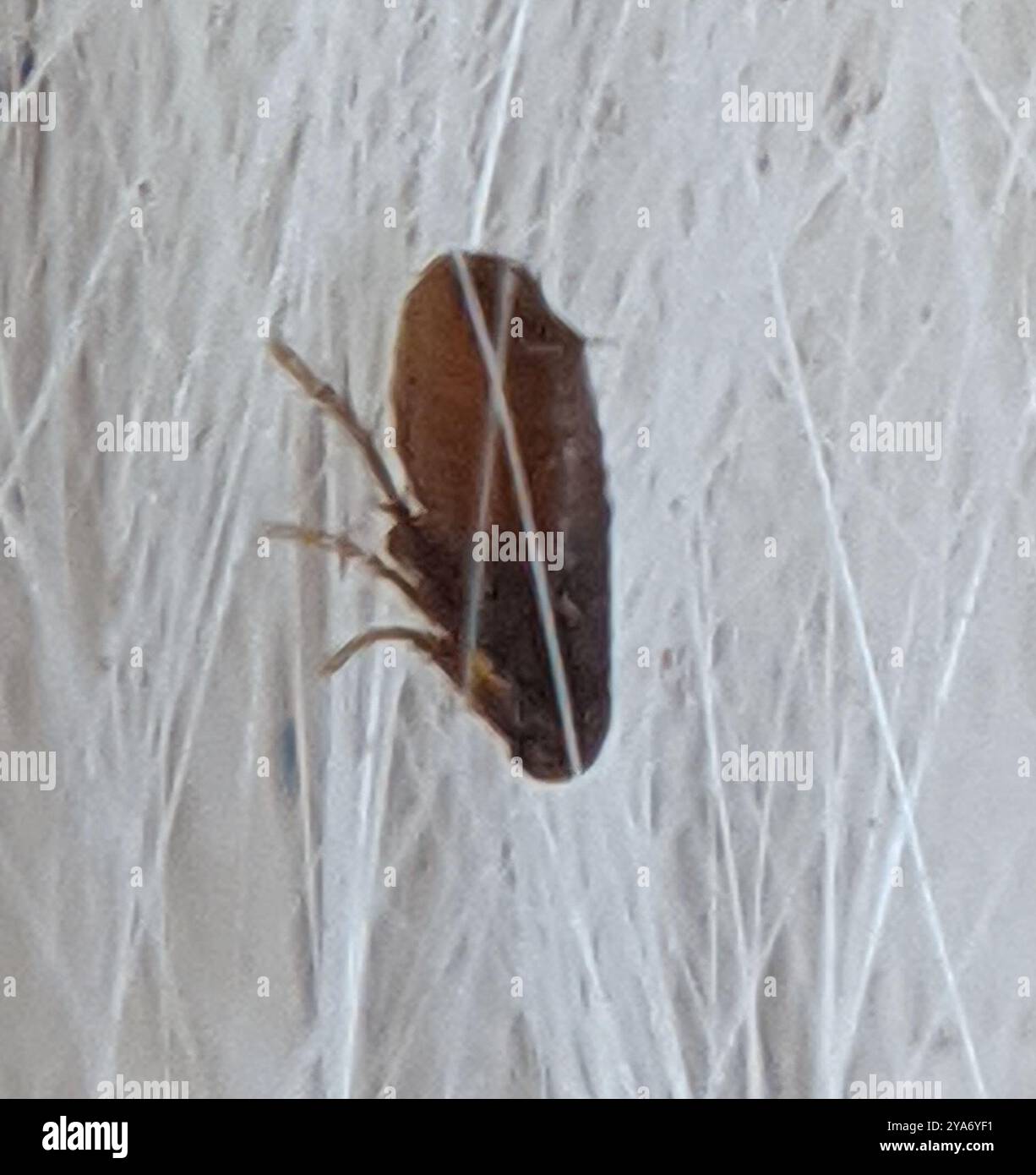 Cat Flea (Ctenocephalides felis) Insecta Stock Photo - Alamy