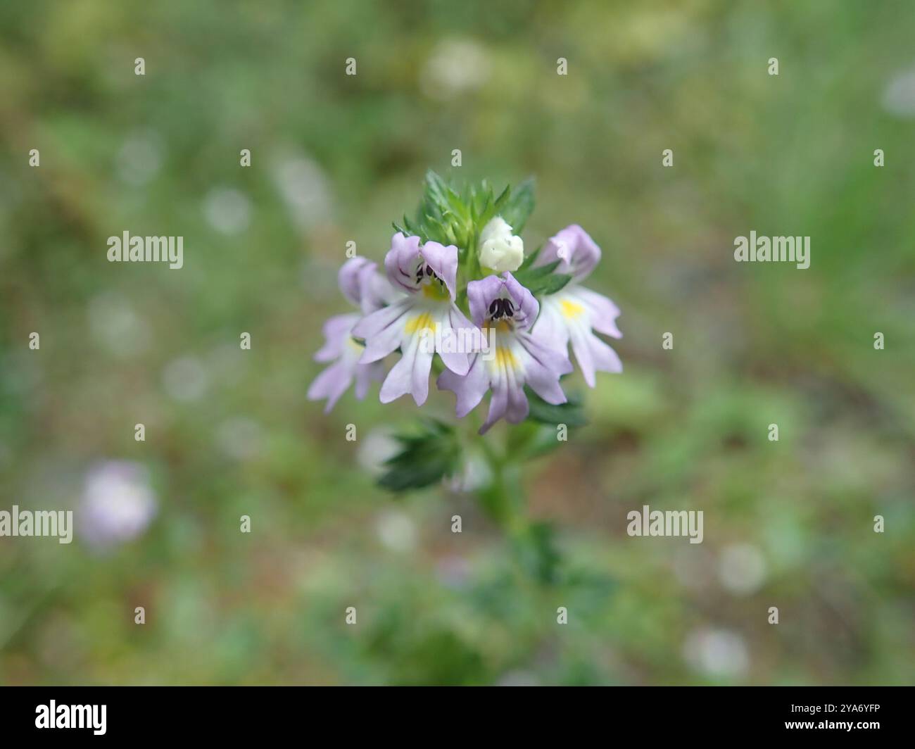 Common Eyebright (Euphrasia nemorosa) Plantae Stock Photo - Alamy
