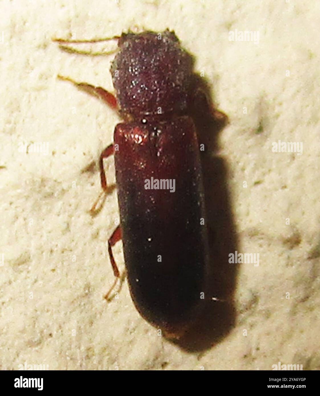 Powder-post Beetles (Lyctinae) Insecta Stock Photo - Alamy