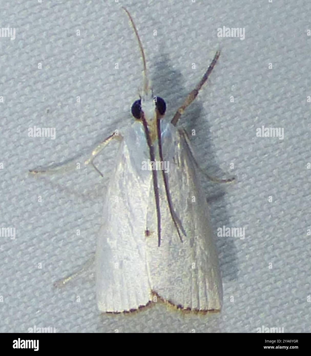 Snowy Urola Moth (Urola nivalis) Insecta Stock Photo - Alamy