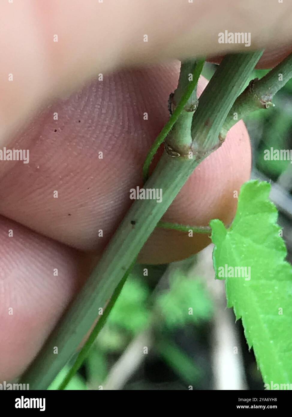 Narrowleaf Four o'Clock (Mirabilis linearis) Plantae Stock Photo - Alamy